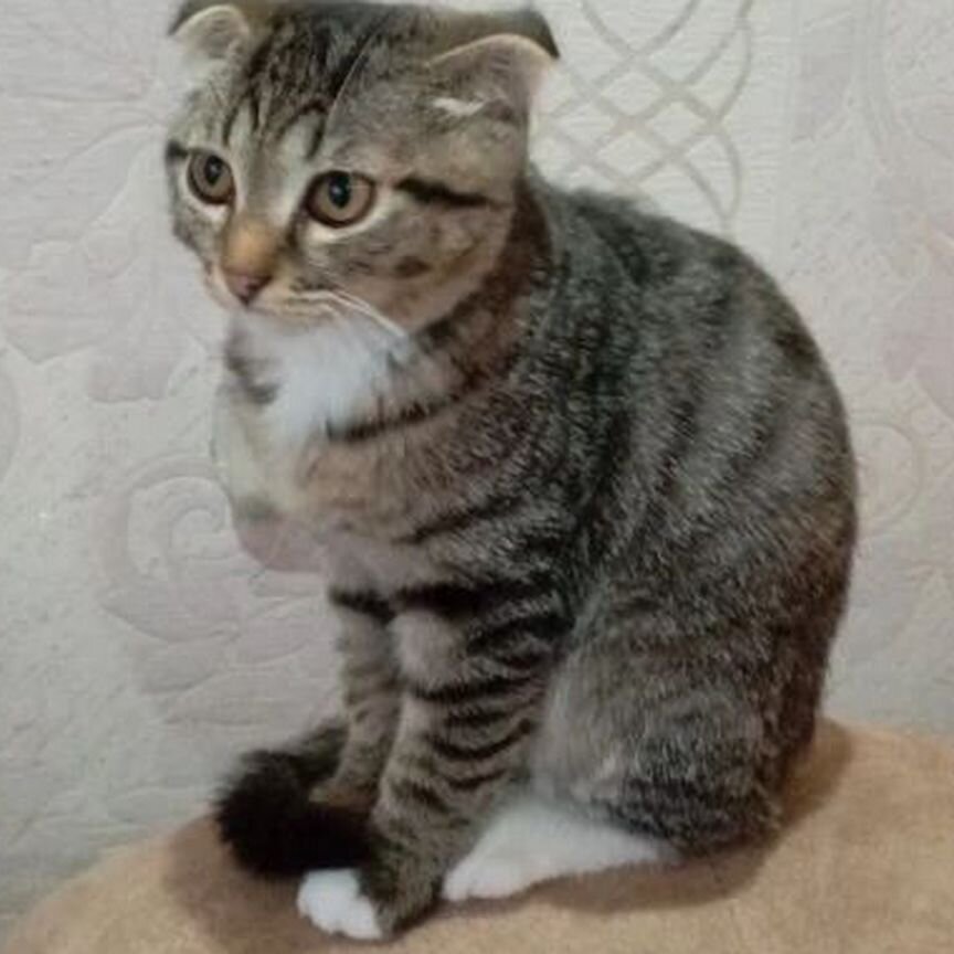Шотландский вислоухий короткошёрстный котёнок