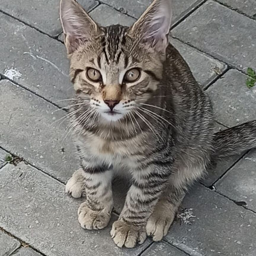 Котята