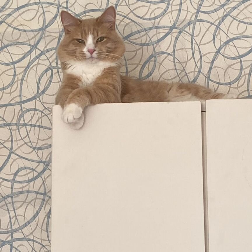 Отдам двух Котов