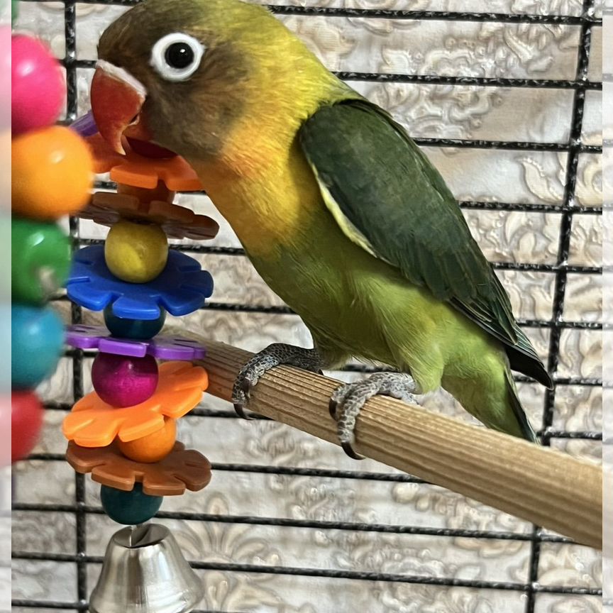 Попугай неразлучник. Птенец