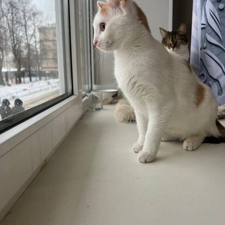 Кошечка в добрые руки бесплатно