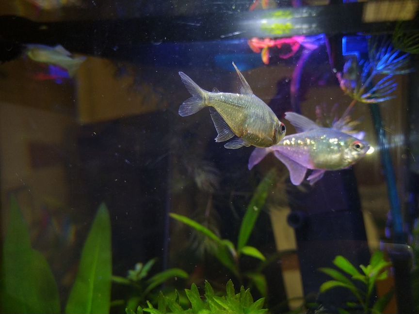 Тетра Бриллиантовая