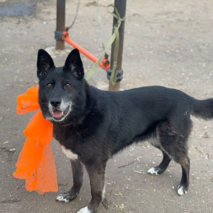 Помогите Наоми обрести дом