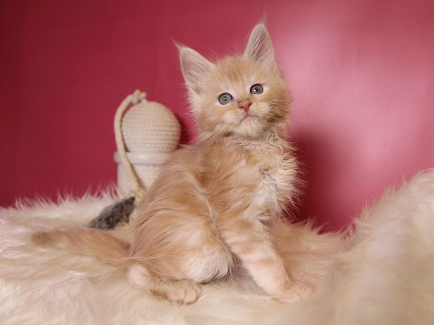 Котик Мейн Кун