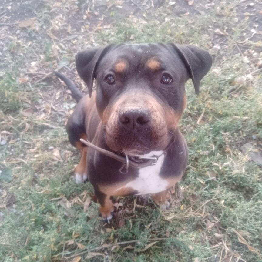 Стаффорд триколор девочка