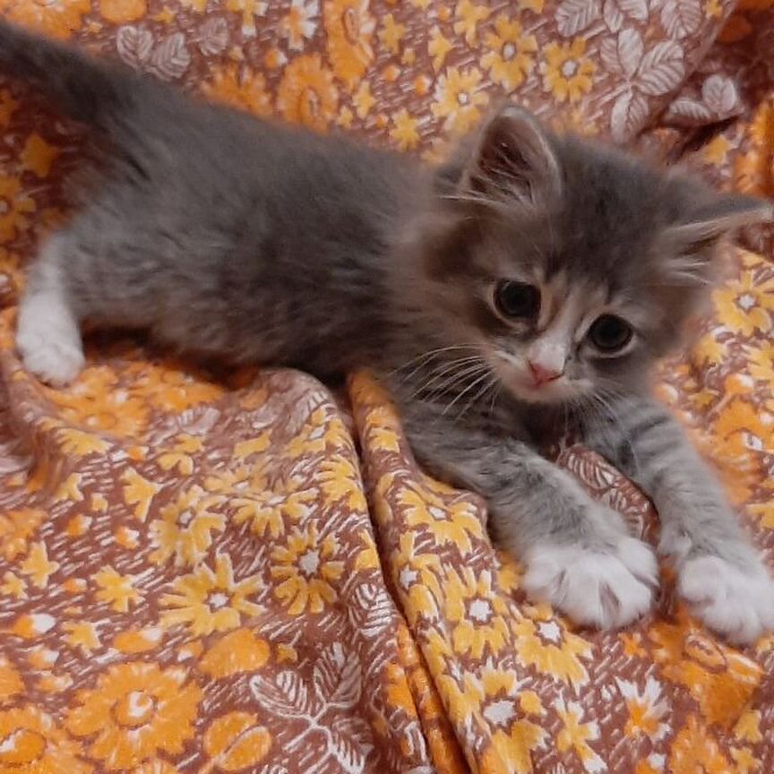 Котёнок на радость