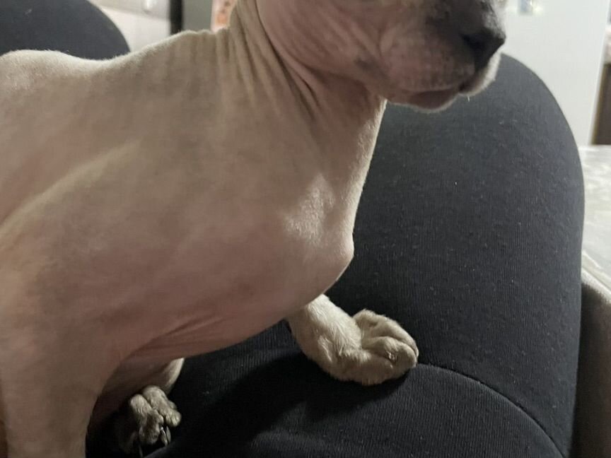 Сфинкс ищет жениха