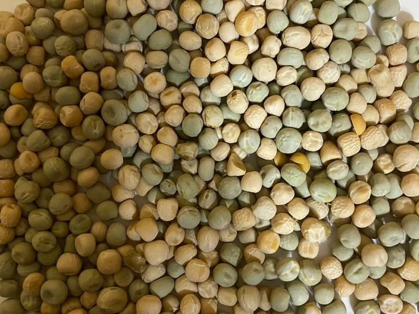 Горох фуражный