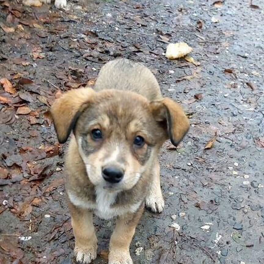 Щенки в добрые руки