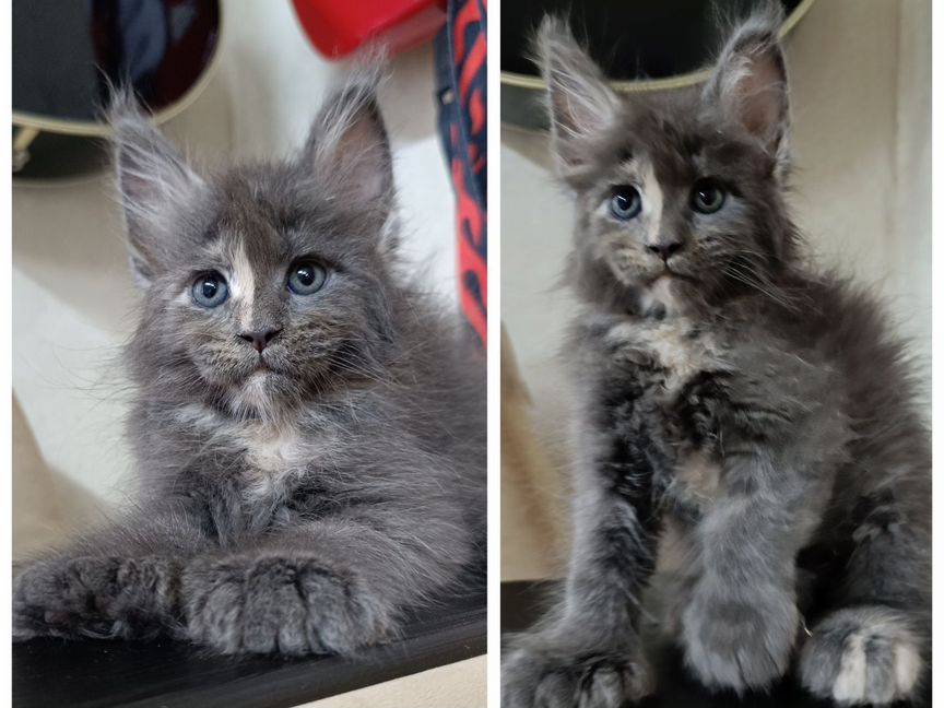 Мейн-кун очень красивая полидакт девочка