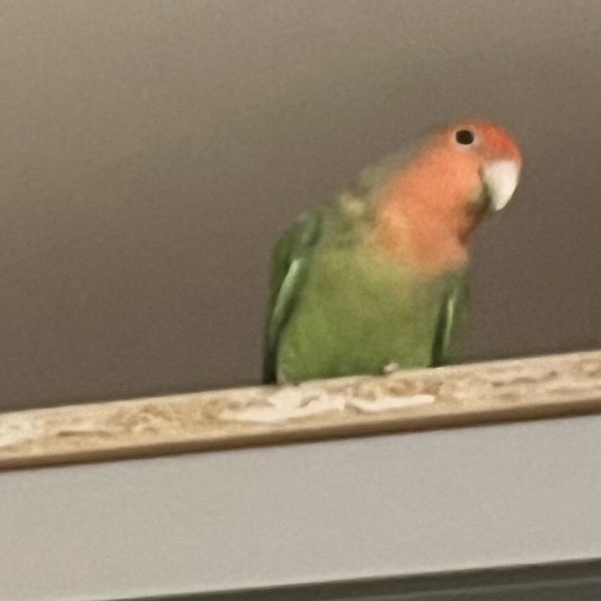 Попугай неразлучник самец