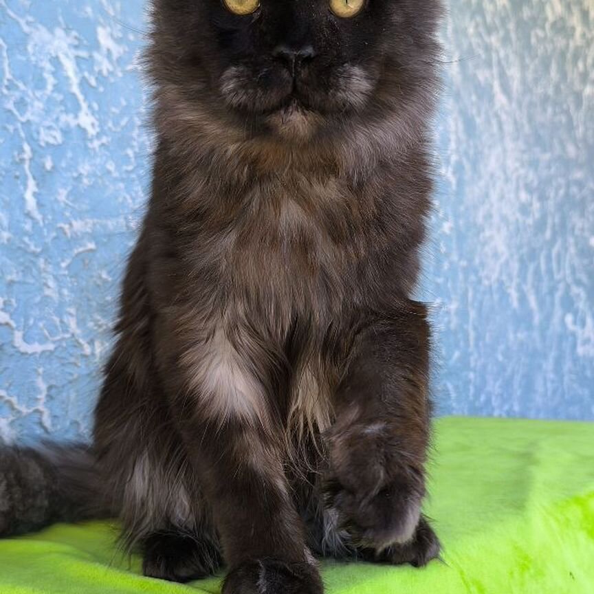 Мейн-кун черный солид