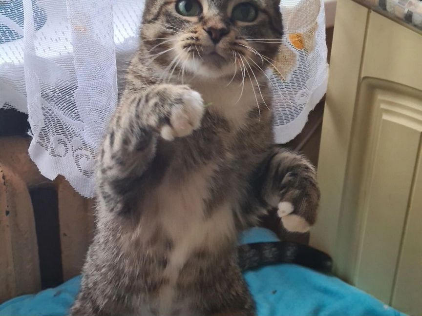 Кошка