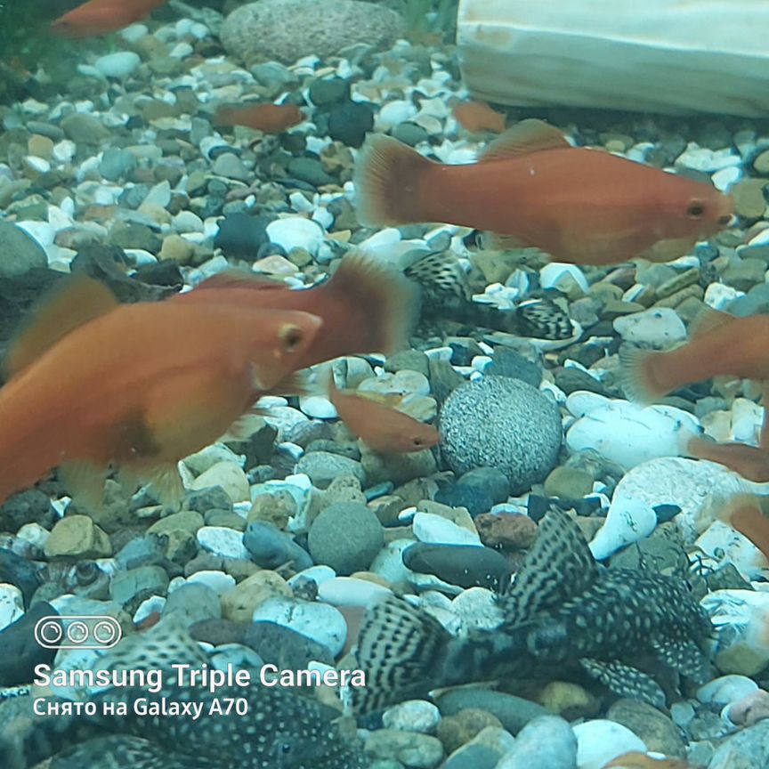 Меченосец красный