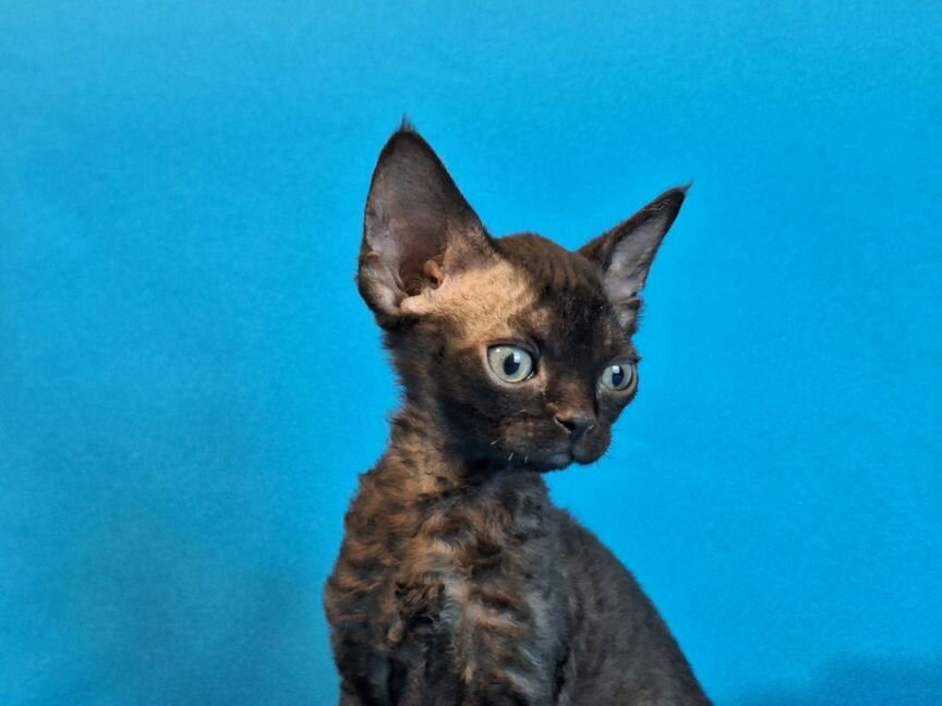 Котята девон-рекс