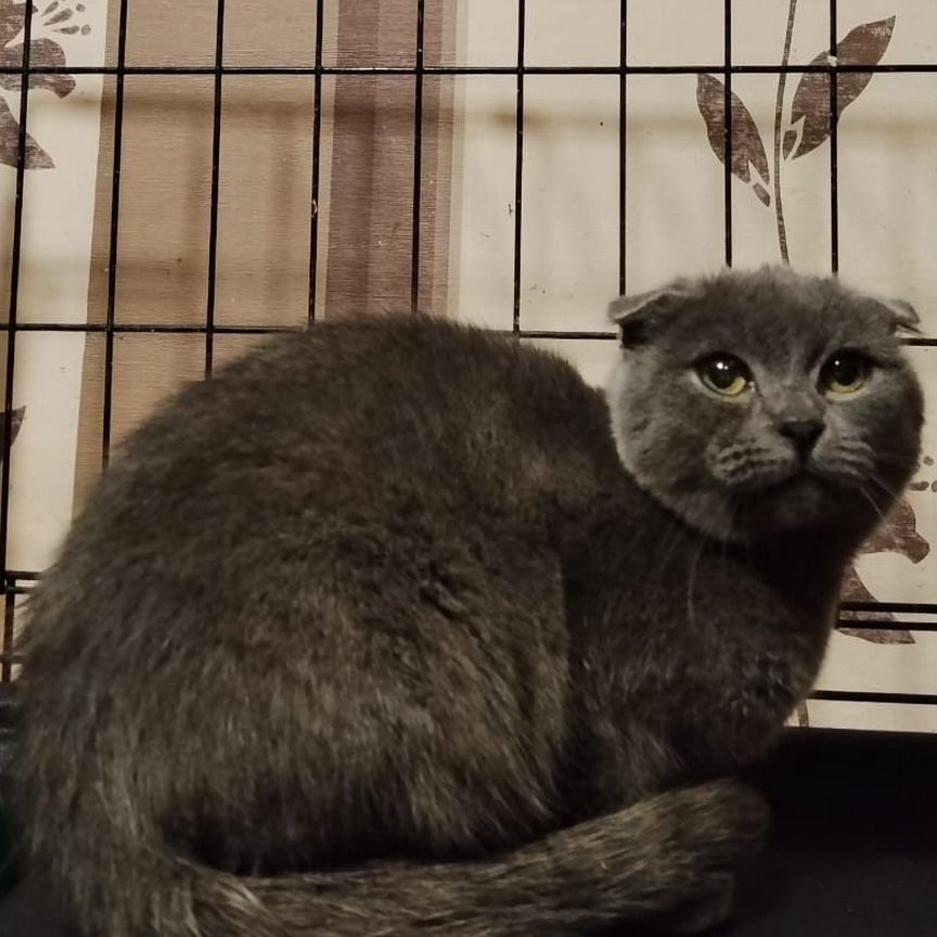 Шотландский вислоухий длинношёрстный котёнок