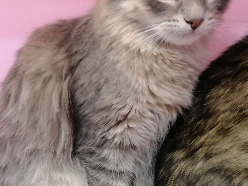 Сибирский котенок серый