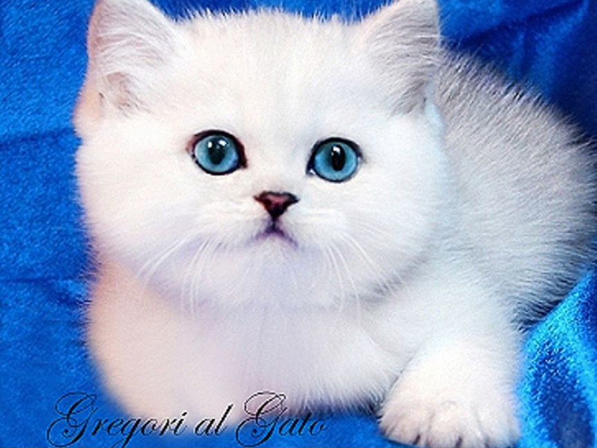 Британская шиншилла элитные клубные котята