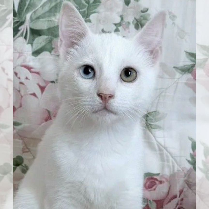 Белый котенок с разными глазами