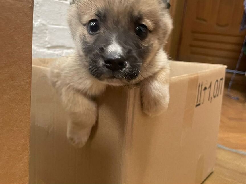 Щенок в добрые руки