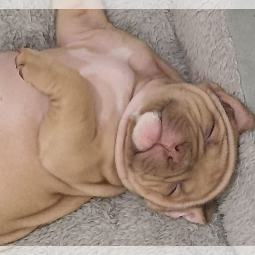 Американский булли, щенок