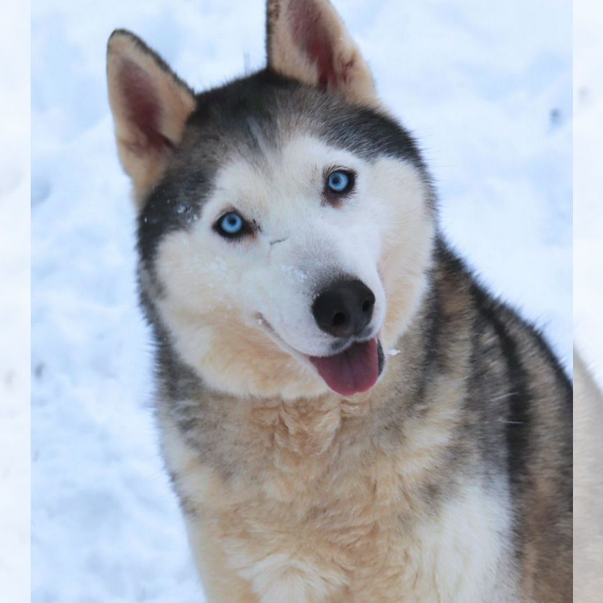 Сибирский хаски, взрослая собака из приюта