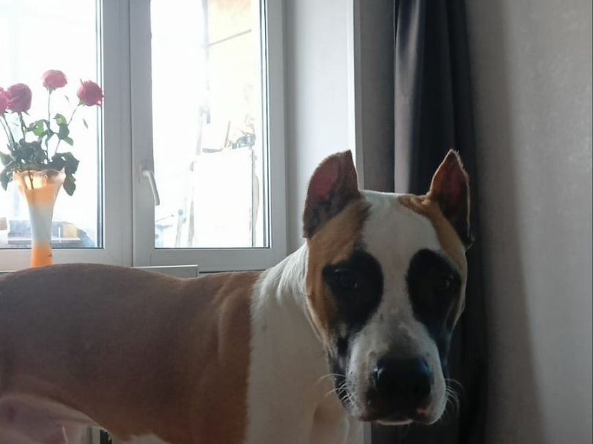 Стаффордширский терьер щенок