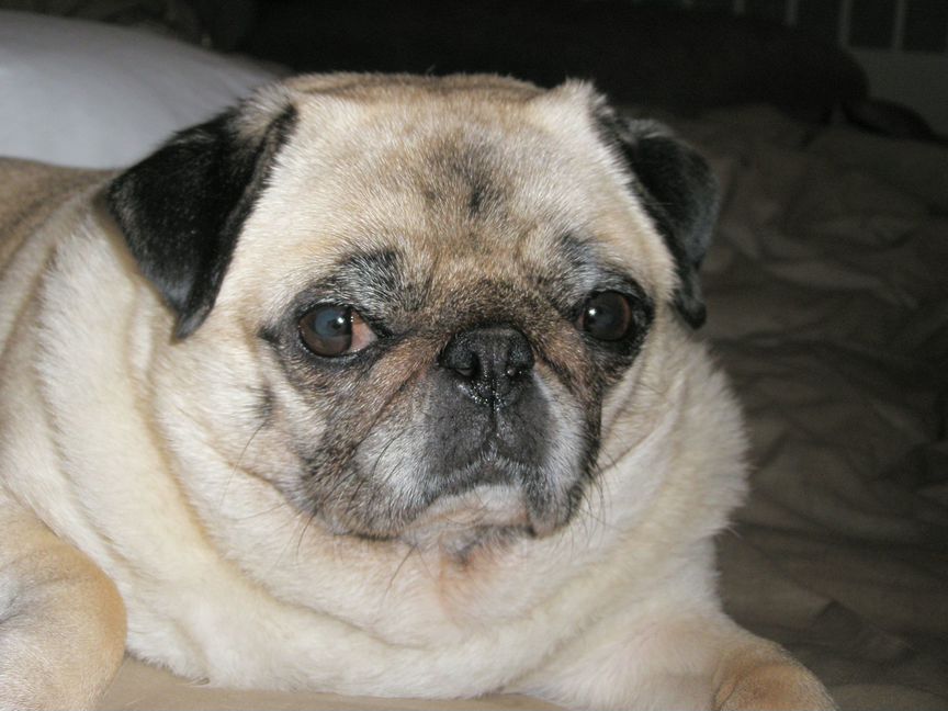 Мопс бесплатно в хорошие руки с содержанием