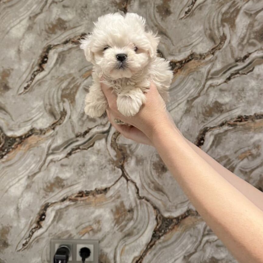 Мальтипу, щенок