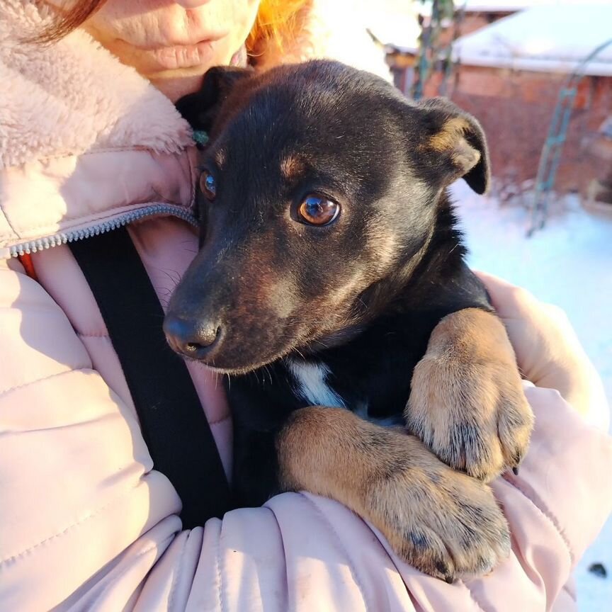 Щенок Мушка 3,5 месяца с прививками с доставкой