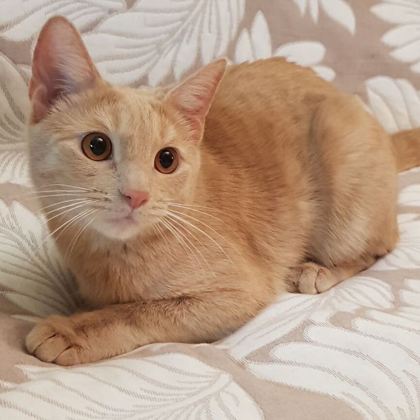 Отдам кошечку в добрые руки