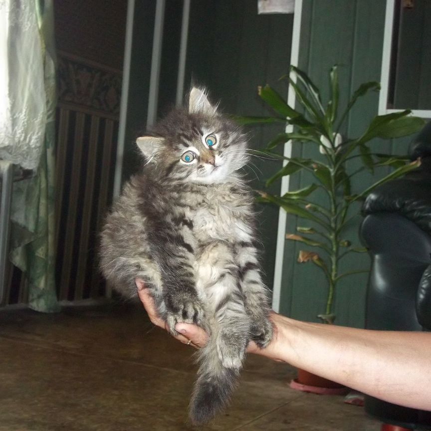 Котята