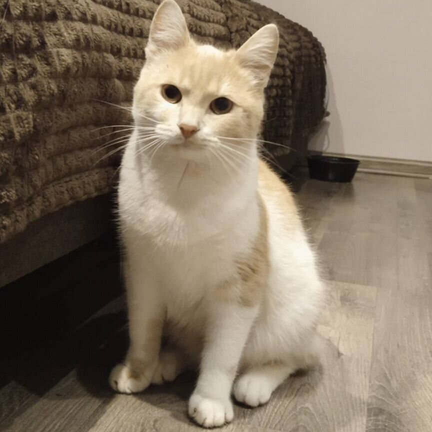 Котёнок