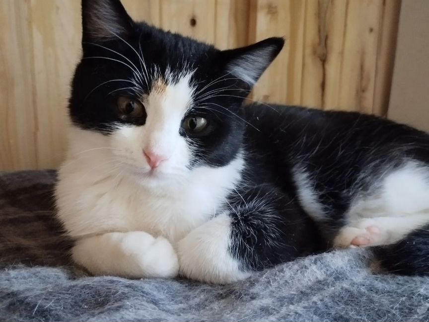 Сладкий котенок Кексик ищет дом