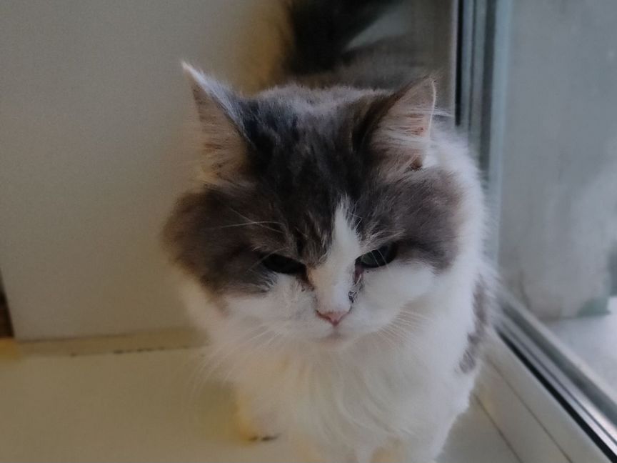 Кошка миниатюрная