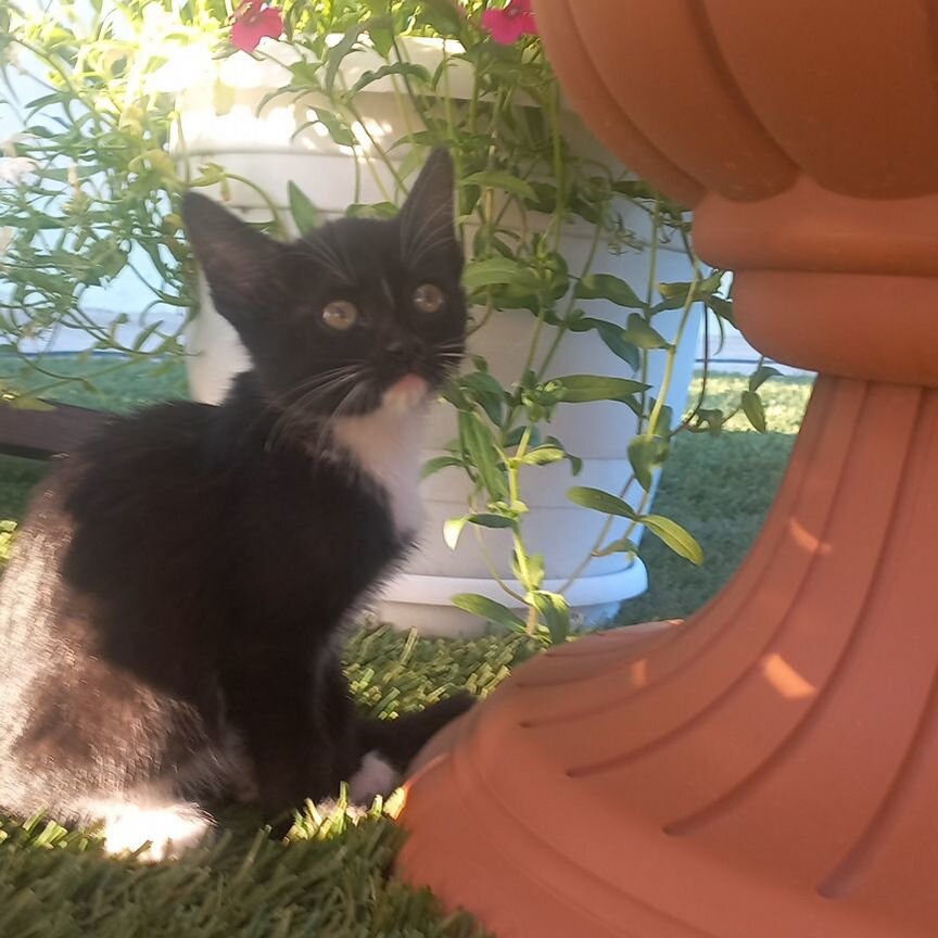 Отдам котят