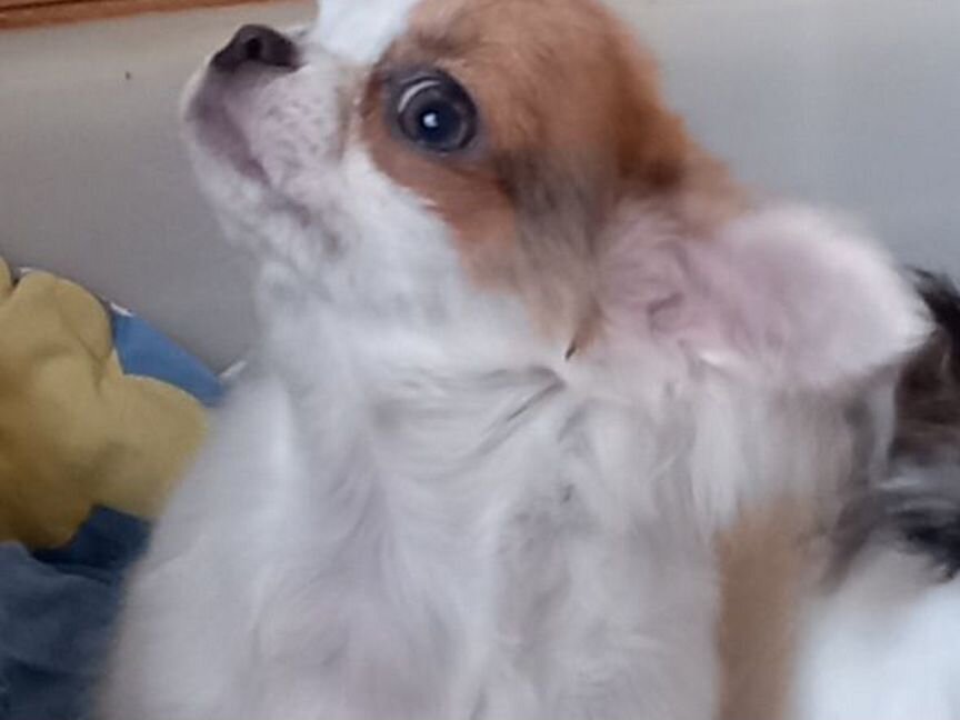 Чихуахуа д/ш мини мальчиш