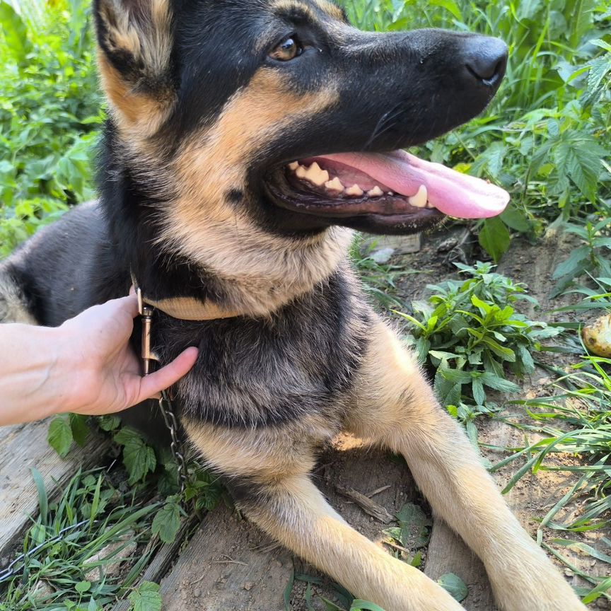 Собака овчарка восточно европейская