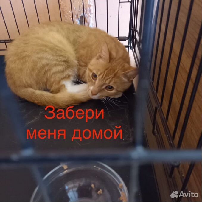 Рыжий котик грустит в приюте