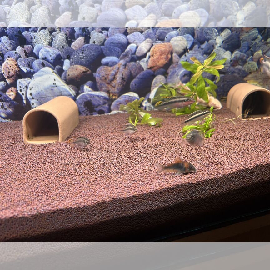 Пельвикахромисы, барбусы Шуберта