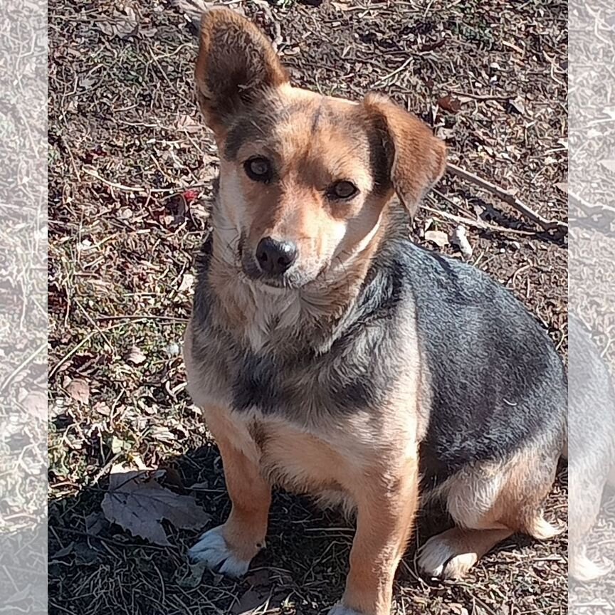 Собака в добрые руки отдам бесплатно