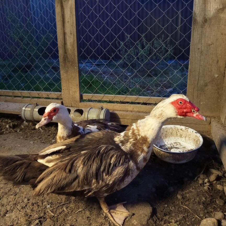 Индоутка самец