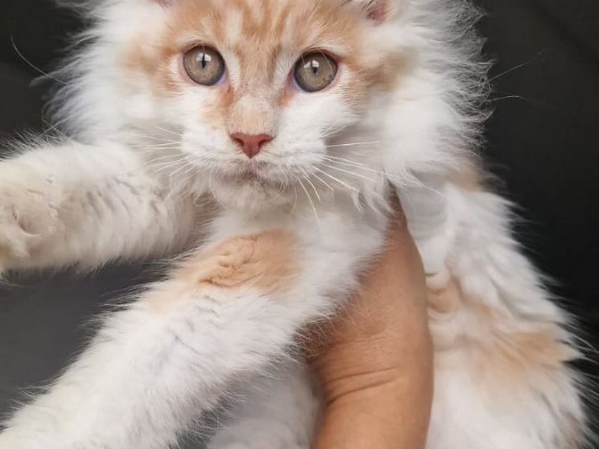 Котята мейн-кун