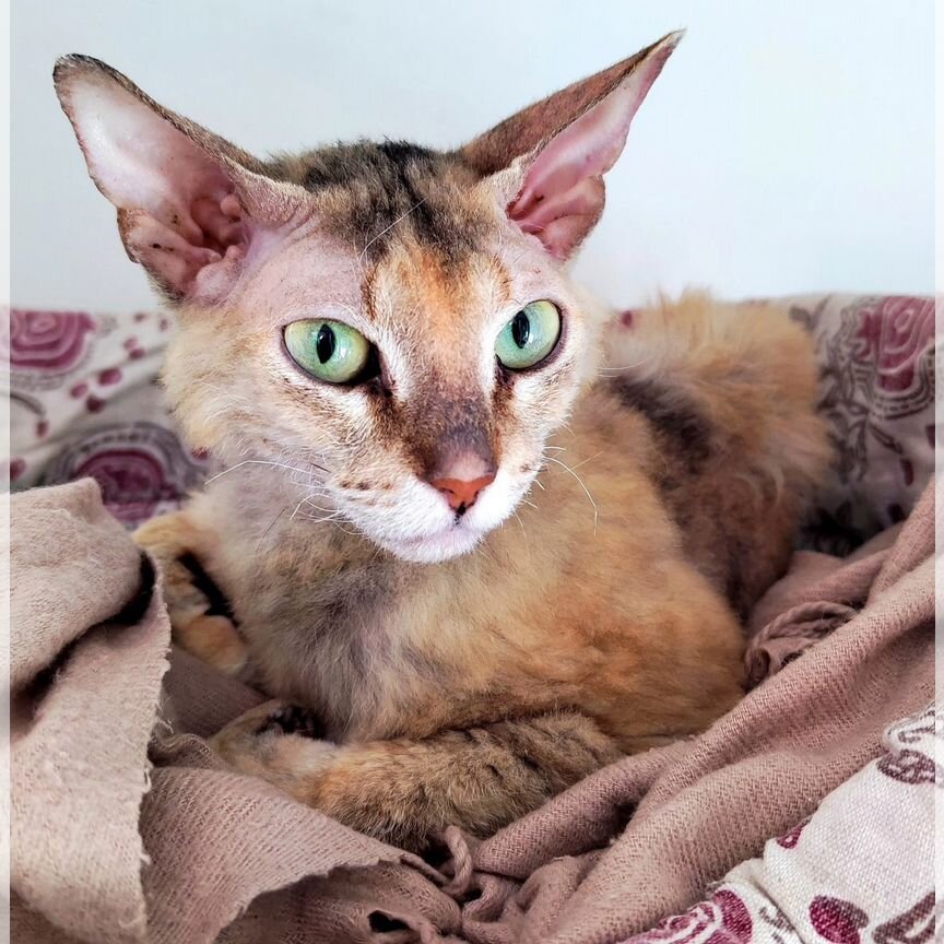 Взрослая, кошка в добрые руки