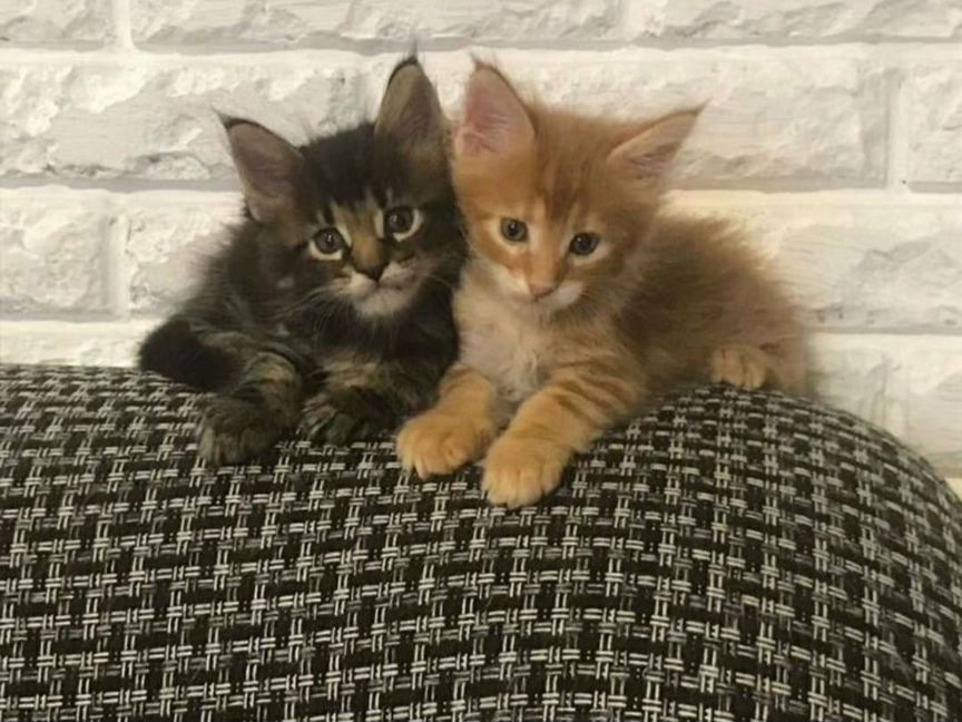 Шикарные породистые кунята