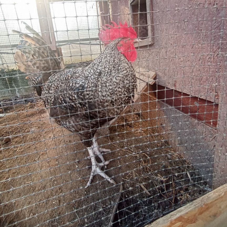 Петух легбар