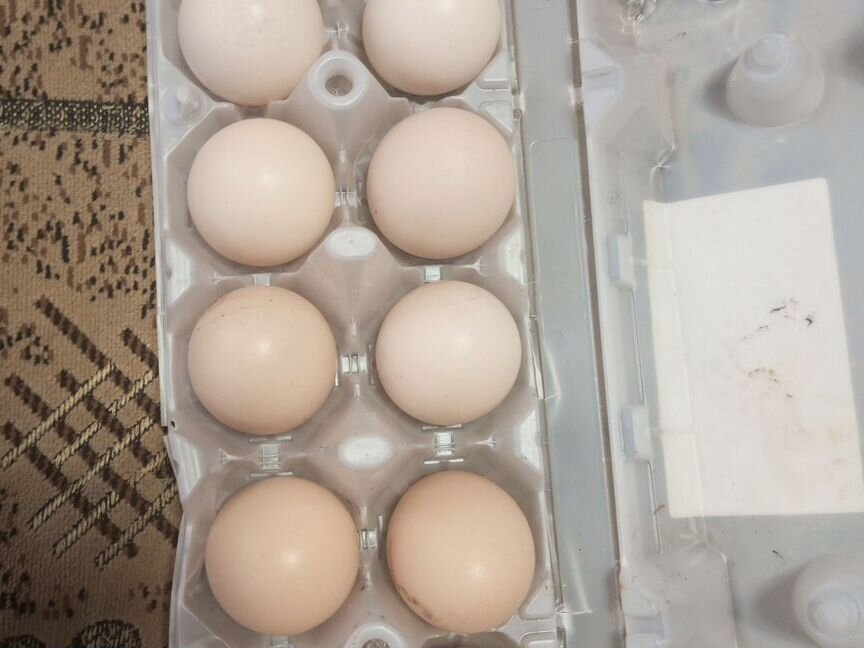 Инкубационное яйцо кур породы "бентамка"