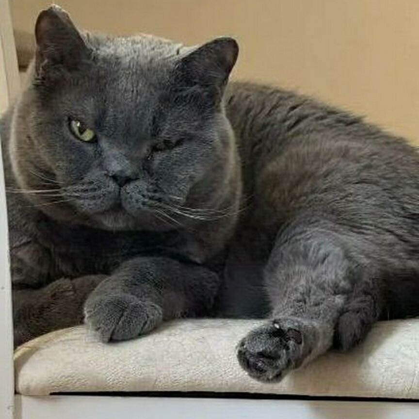 Британский короткошёрстный, взрослый кот
