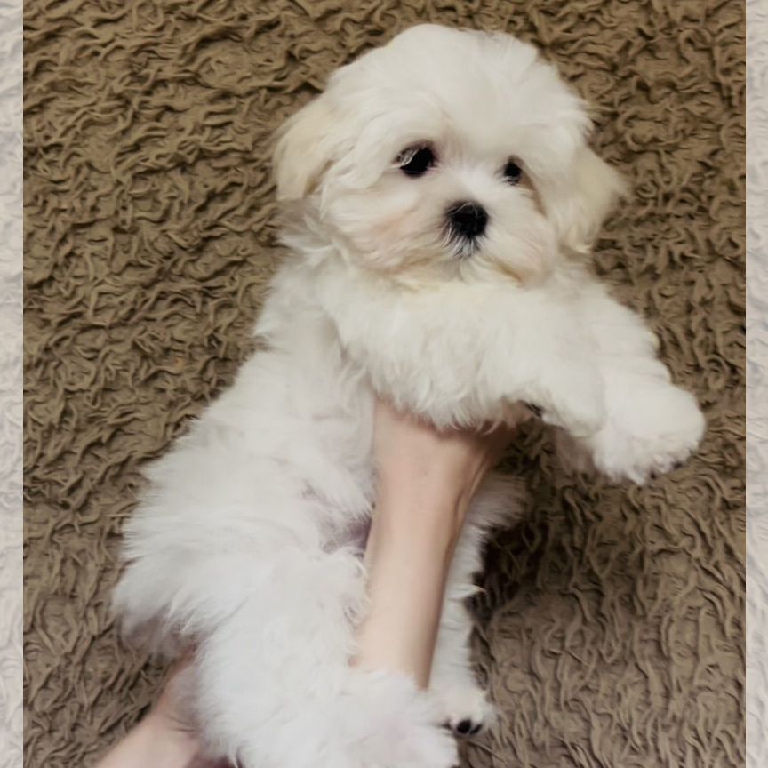 Мальтийская болонка, щенок