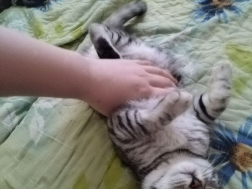 Кошка